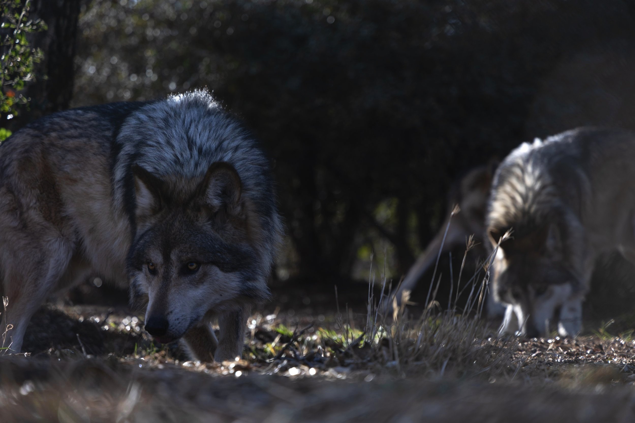 California Wolf Center