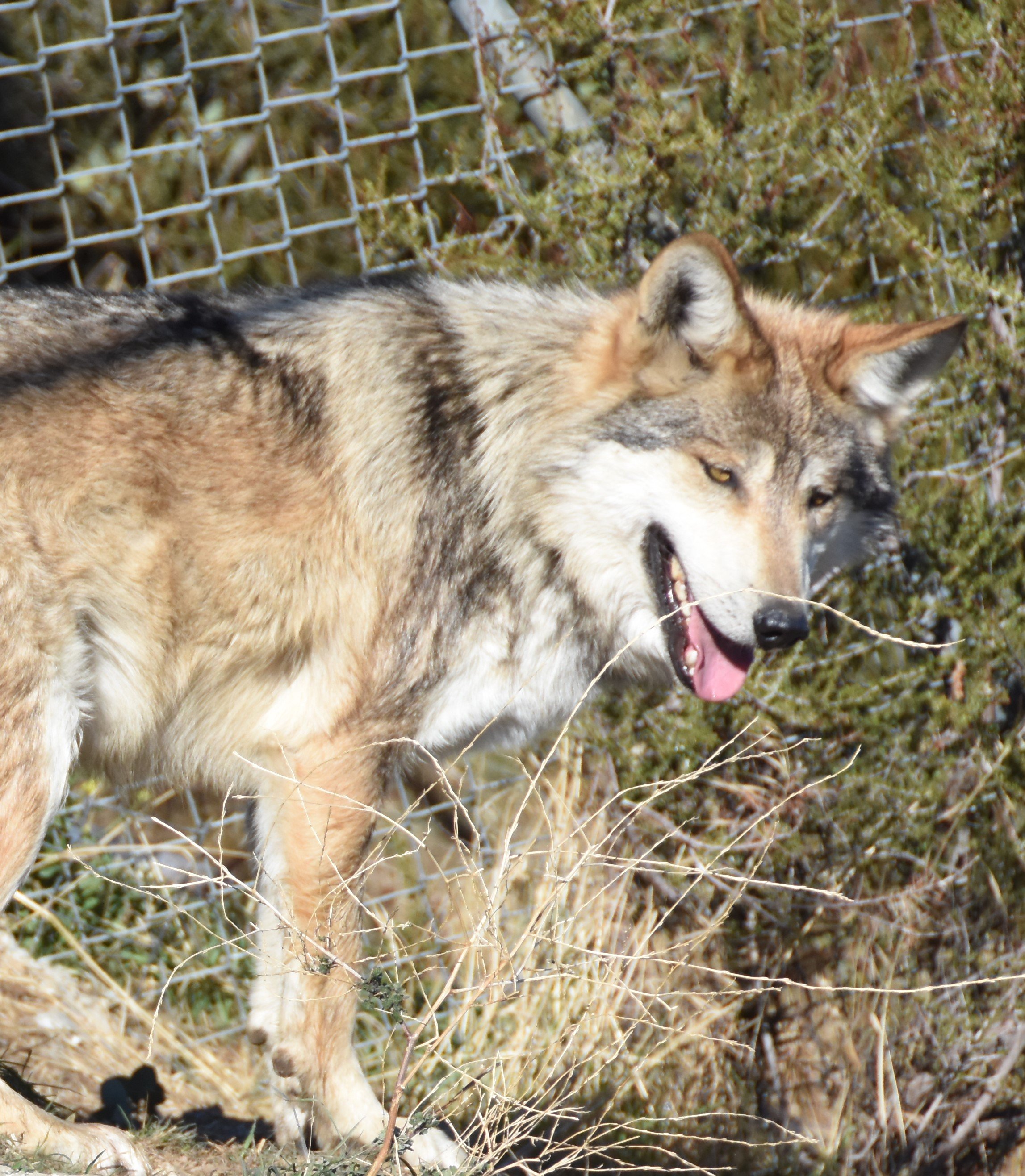 Sponsor a Wolf | California Wolf Center