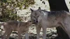 About | California Wolf Center