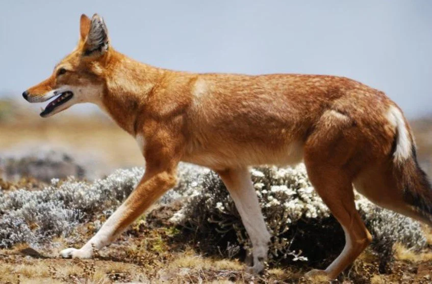 Wolves Around the World: The Ethiopian Wolf | California Wolf Center
