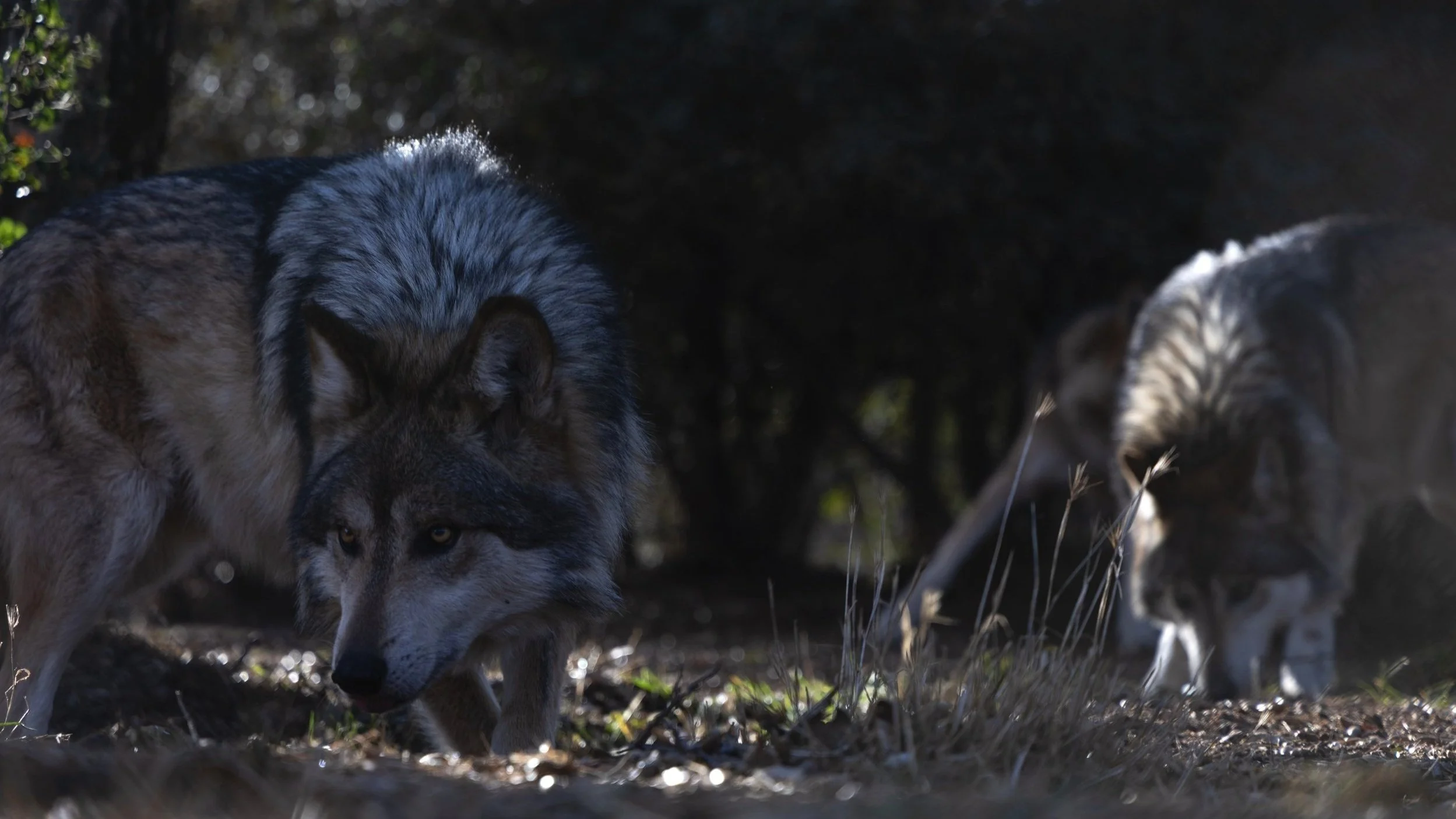 About | California Wolf Center
