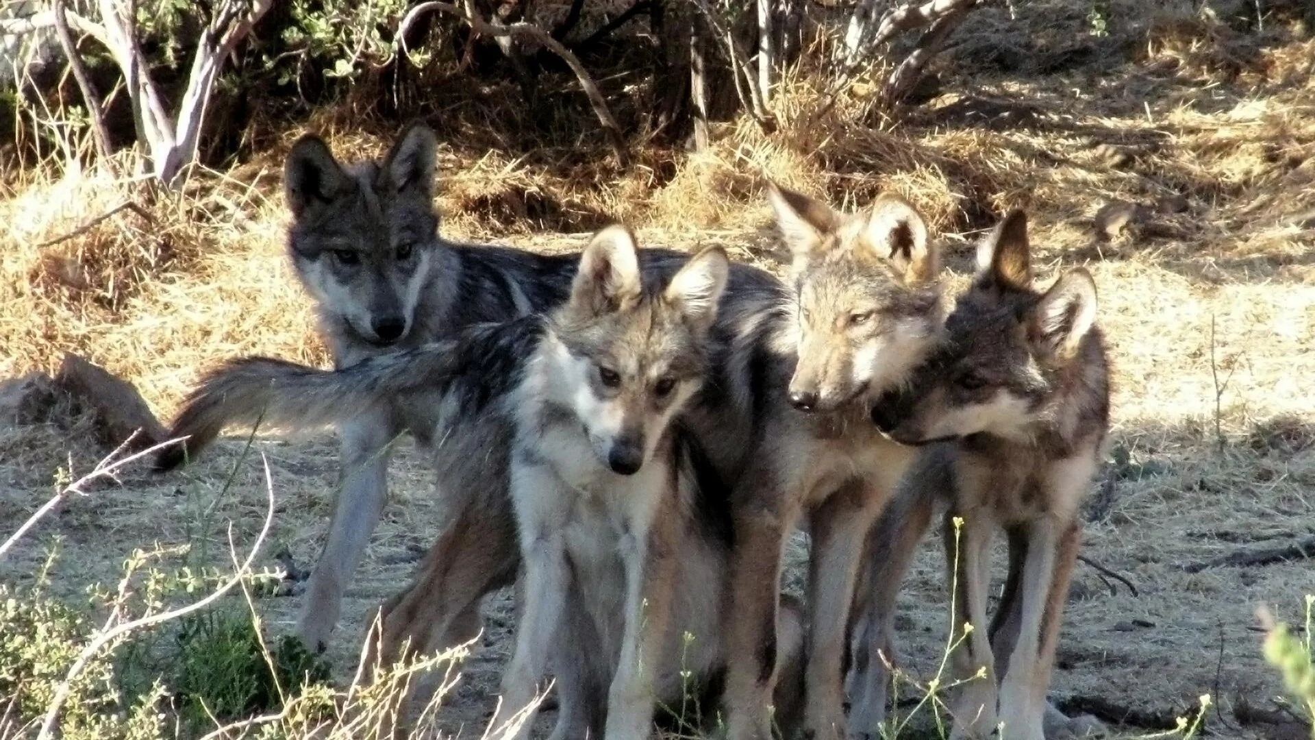 California Wolf Center