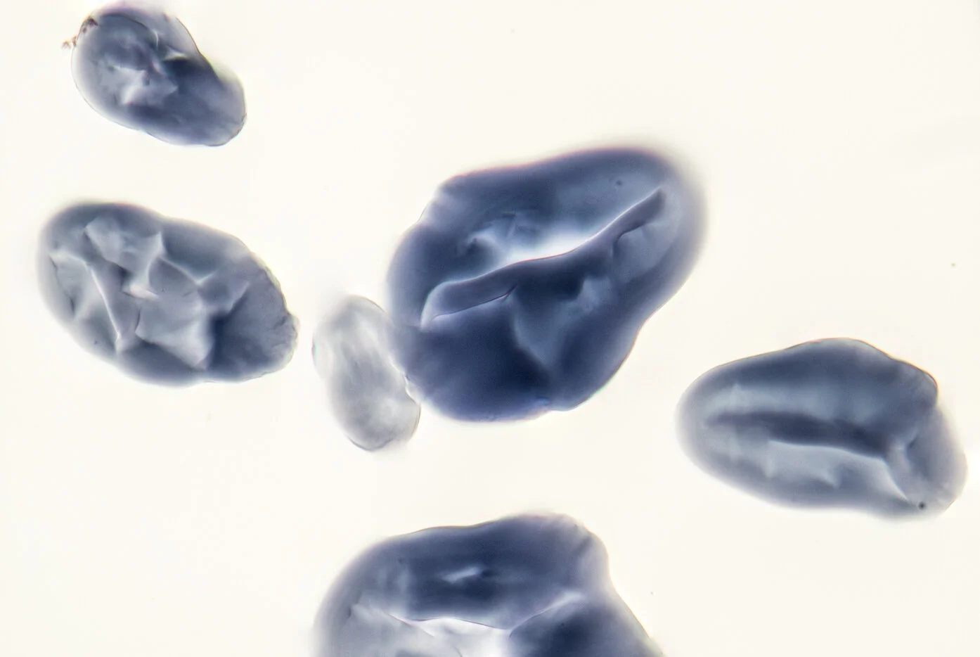 Starch Gelatinization Under the Microscope — San Francisco ...