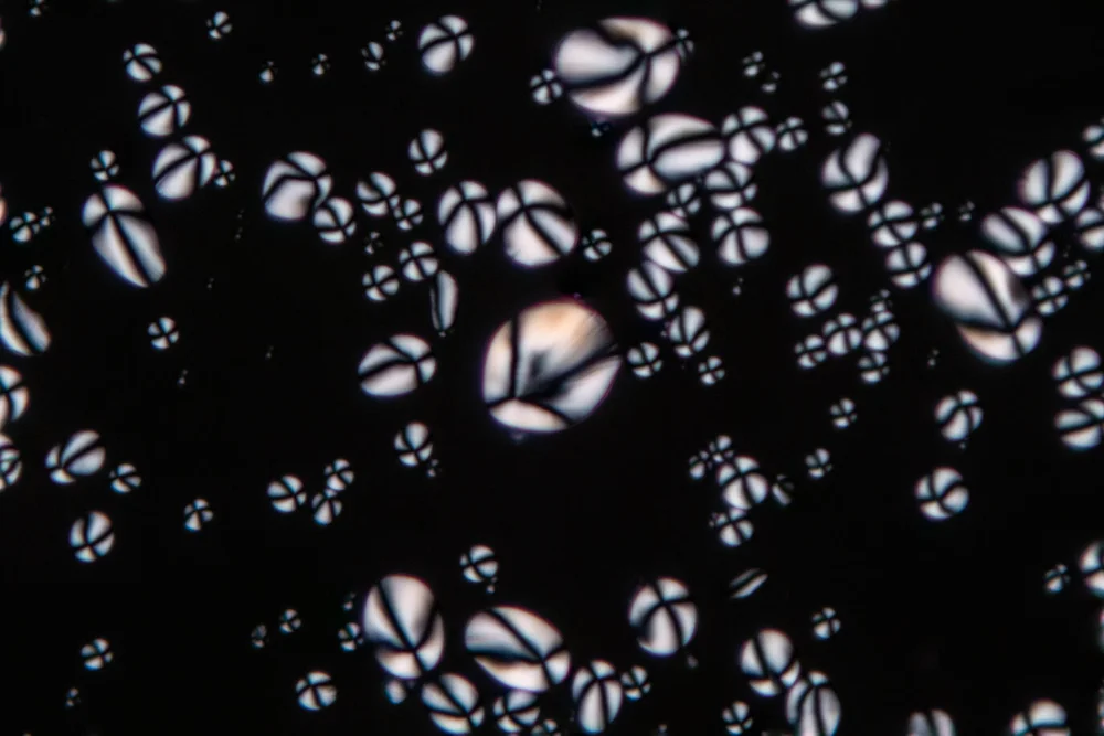 Starch Gelatinization Under the Microscope — San Francisco ...