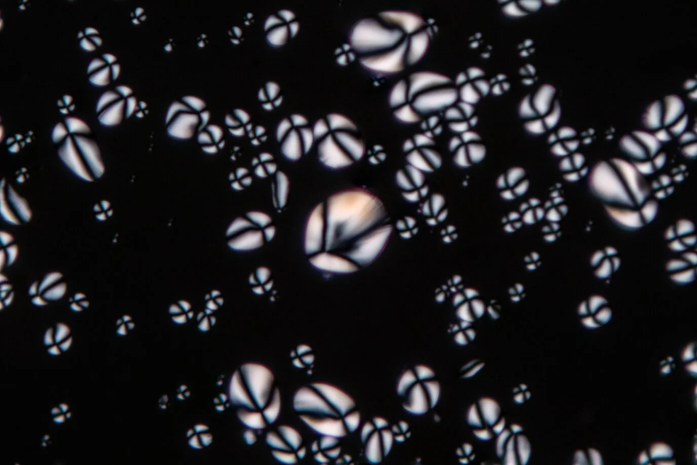 Starch Gelatinization Under the Microscope — San Francisco ...