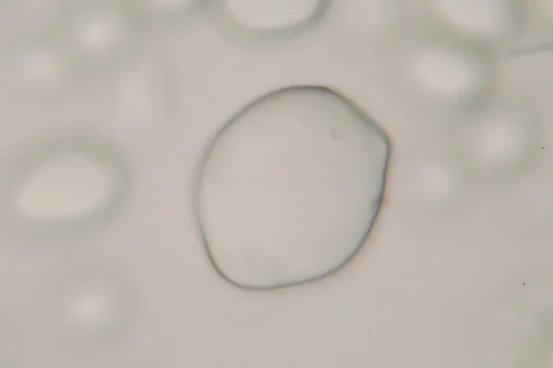 Starch Gelatinization Under the Microscope — San Francisco ...