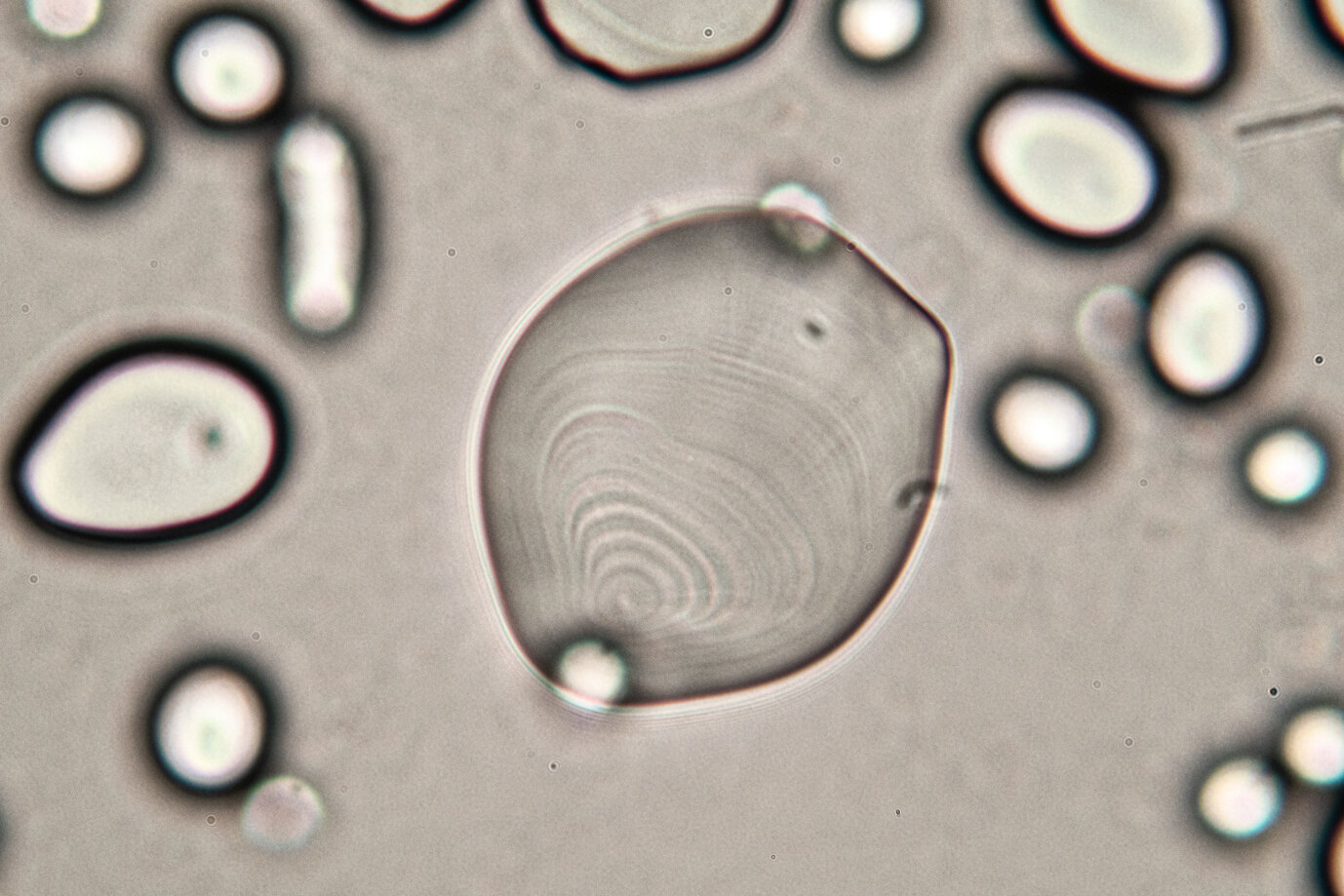 Starch Gelatinization Under the Microscope — San Francisco ...