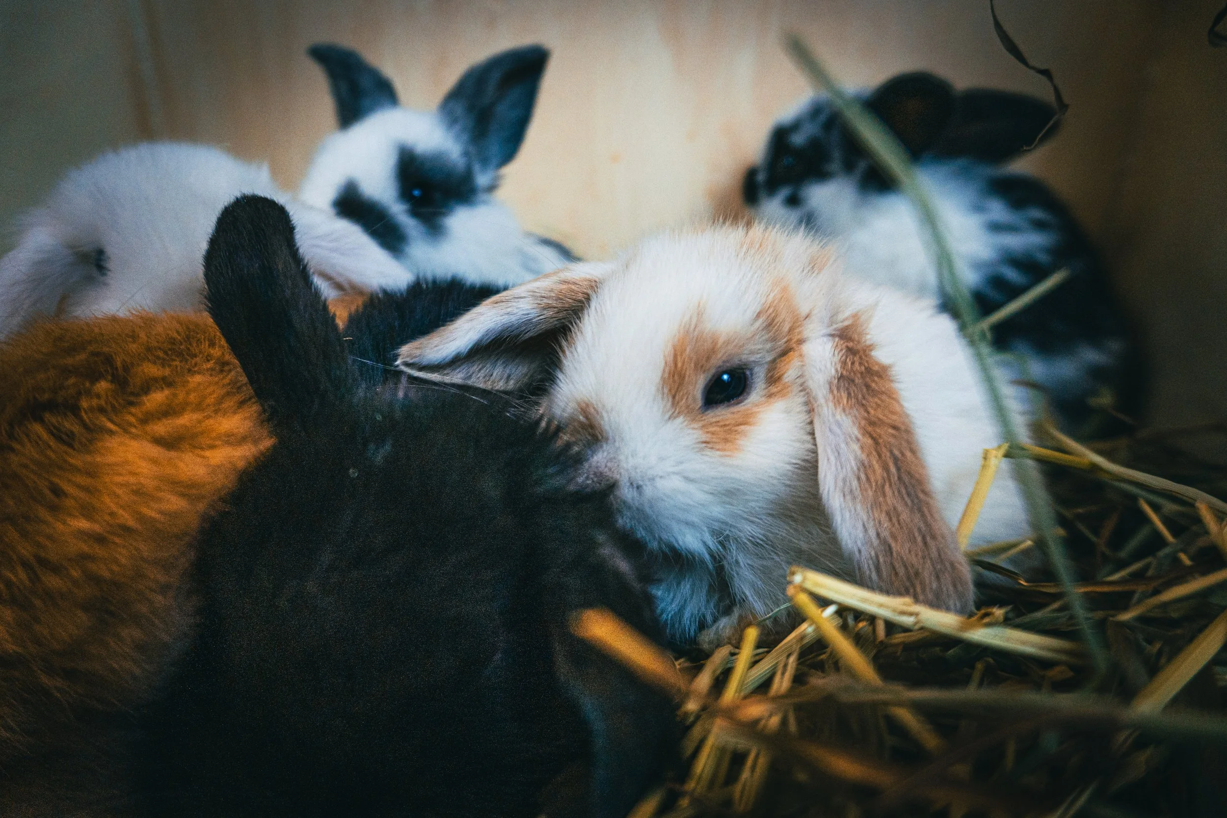 Adopt a Bunny Today | Aster Holland Lops — Aster Holland Lops