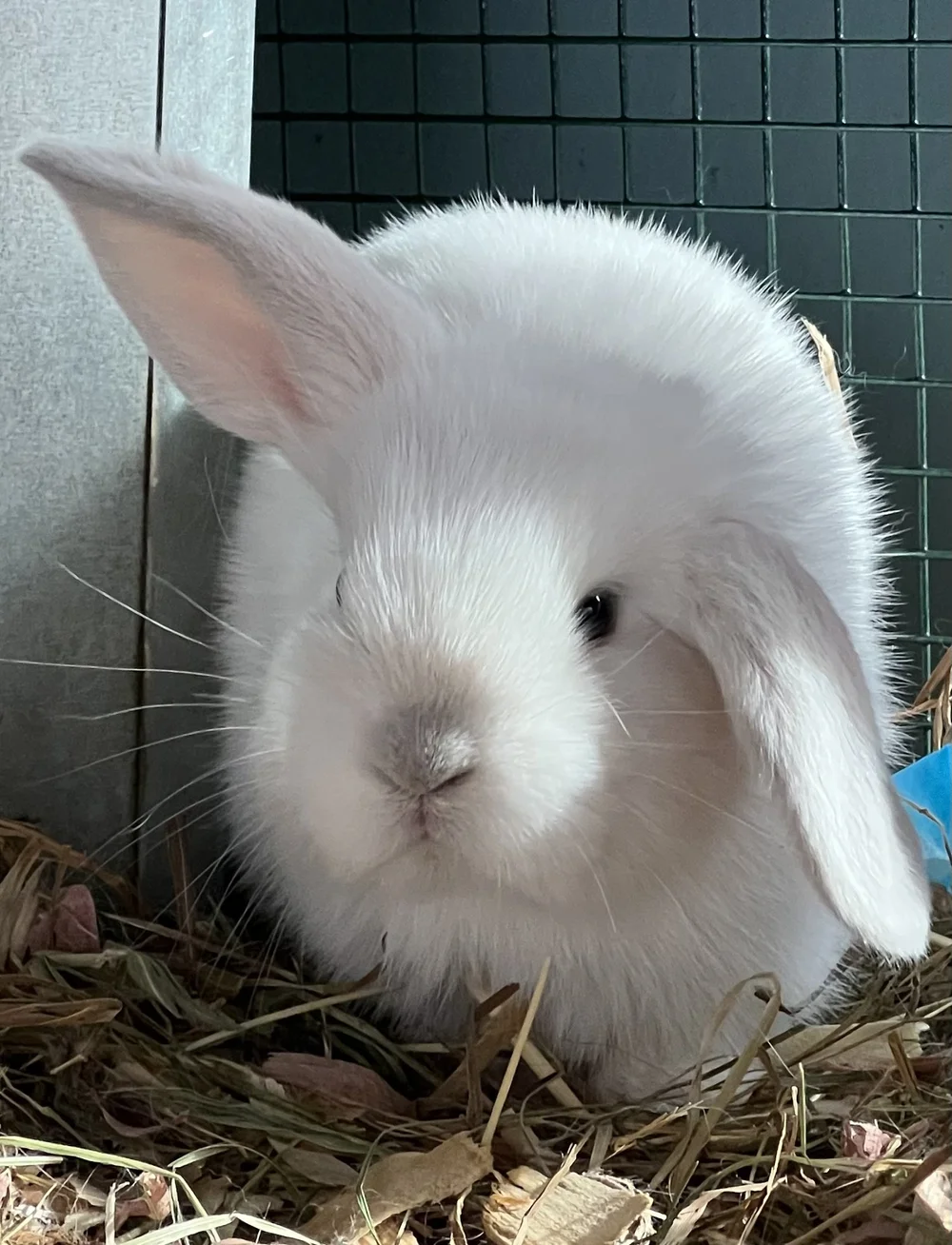 White Baby Bunnies With Blue Eyes