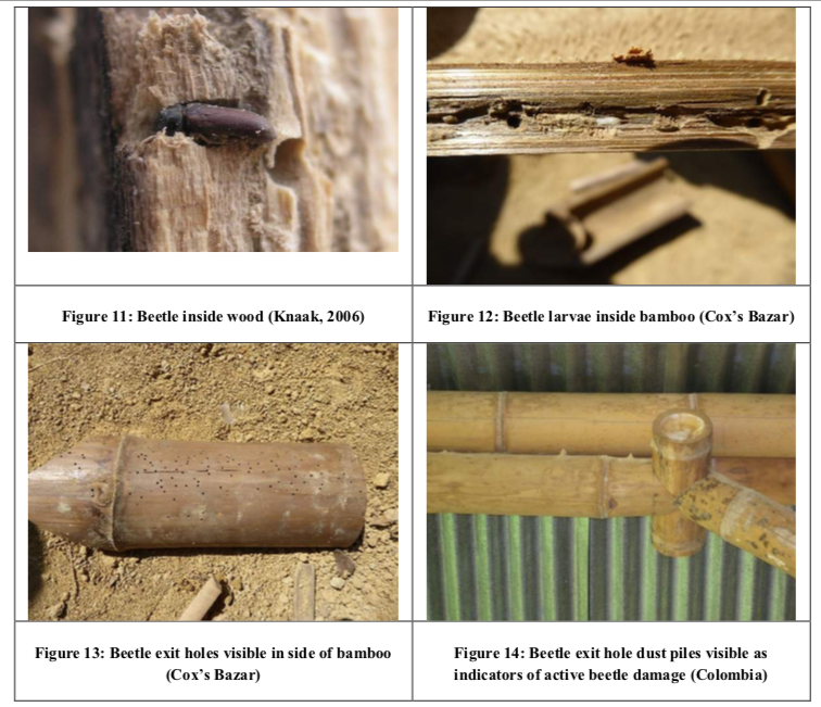 How long can bamboo last? — Better Bamboo Buildings