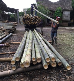 Dendrocalamus Asper - giant bamboo — Better Bamboo Buildings