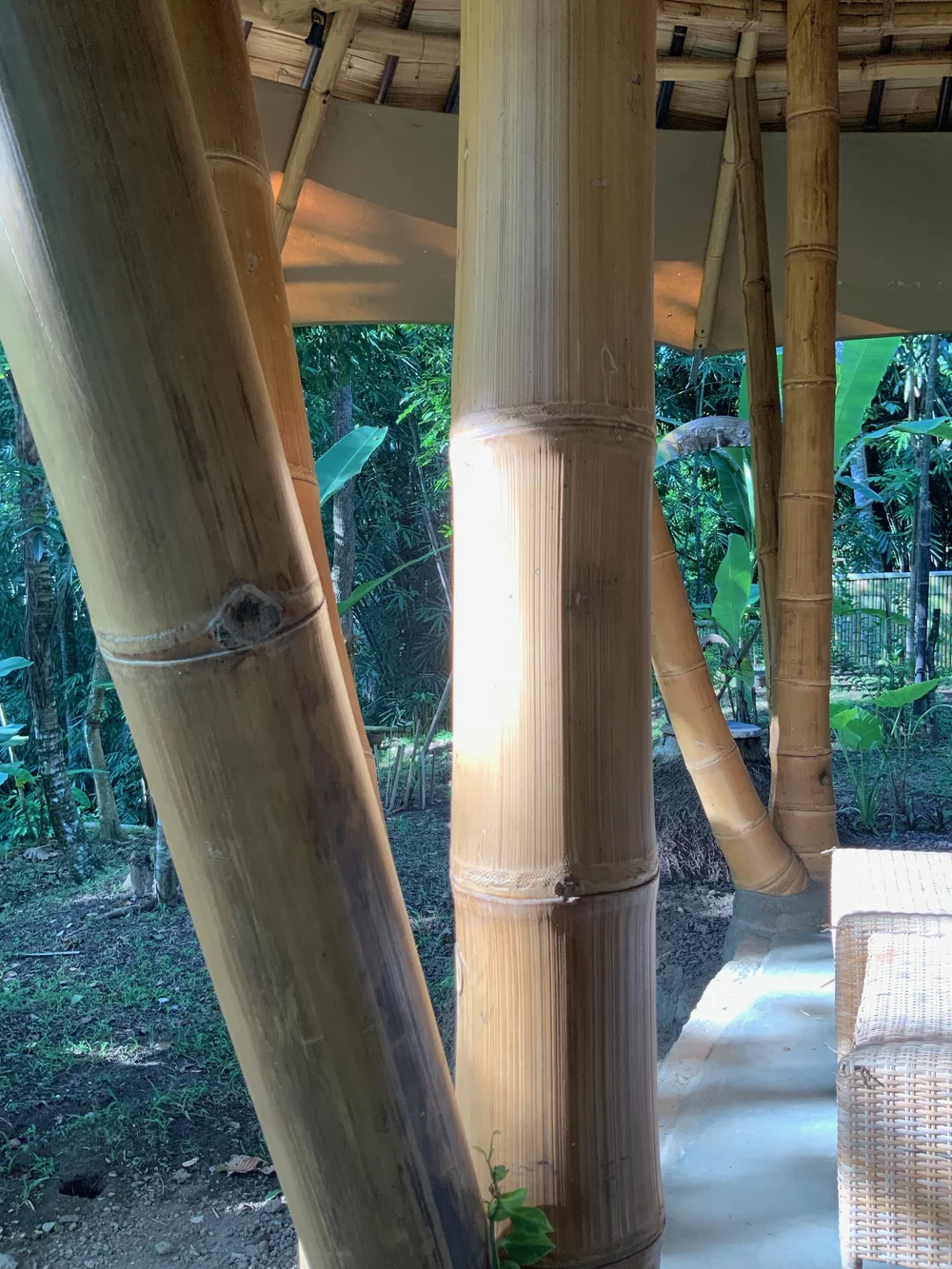 Dendrocalamus Asper - giant bamboo — Better Bamboo Buildings