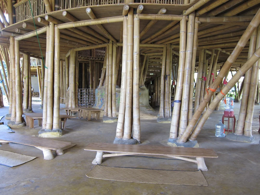 Dendrocalamus Asper - giant bamboo — Better Bamboo Buildings