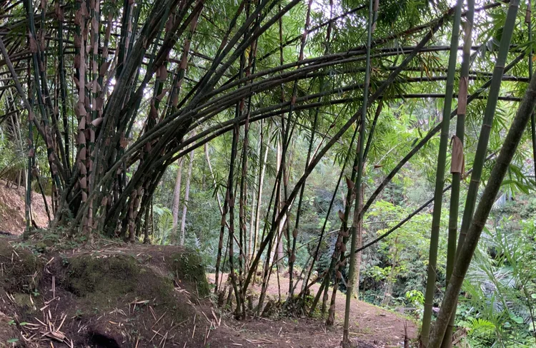 Bending Bamboo — Better Bamboo Buildings