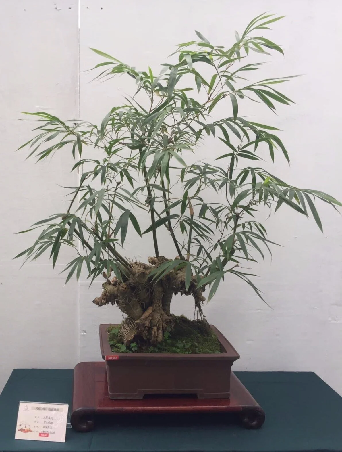 Bamboo Penjing — Better Bamboo Buildings