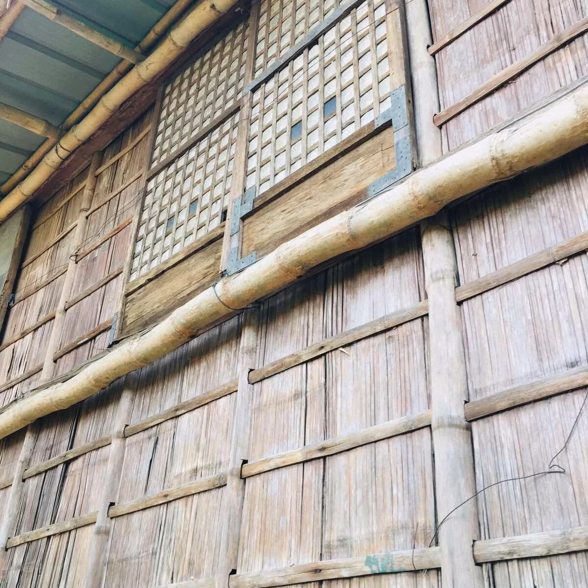 BAYOG - Bambusa spinosa in the Philippines — Better Bamboo Buildings