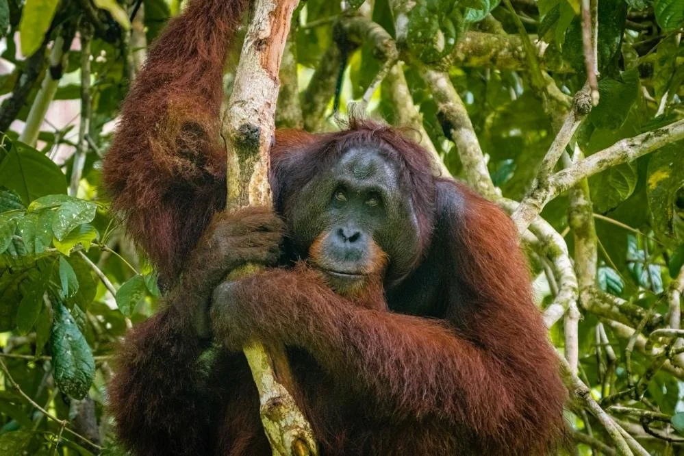 Borneo Nature Tours — Pacific Asia Travel Association