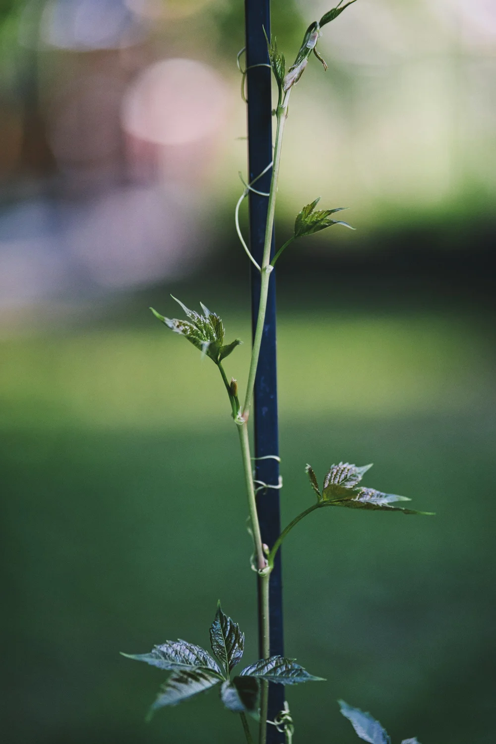 Living Under Grace: Freedom from Sin’s Dominion — Rooted in Christ