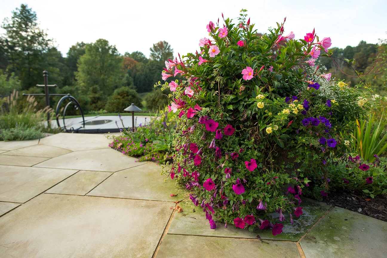 TREE TOPS — Aristotle Design Group