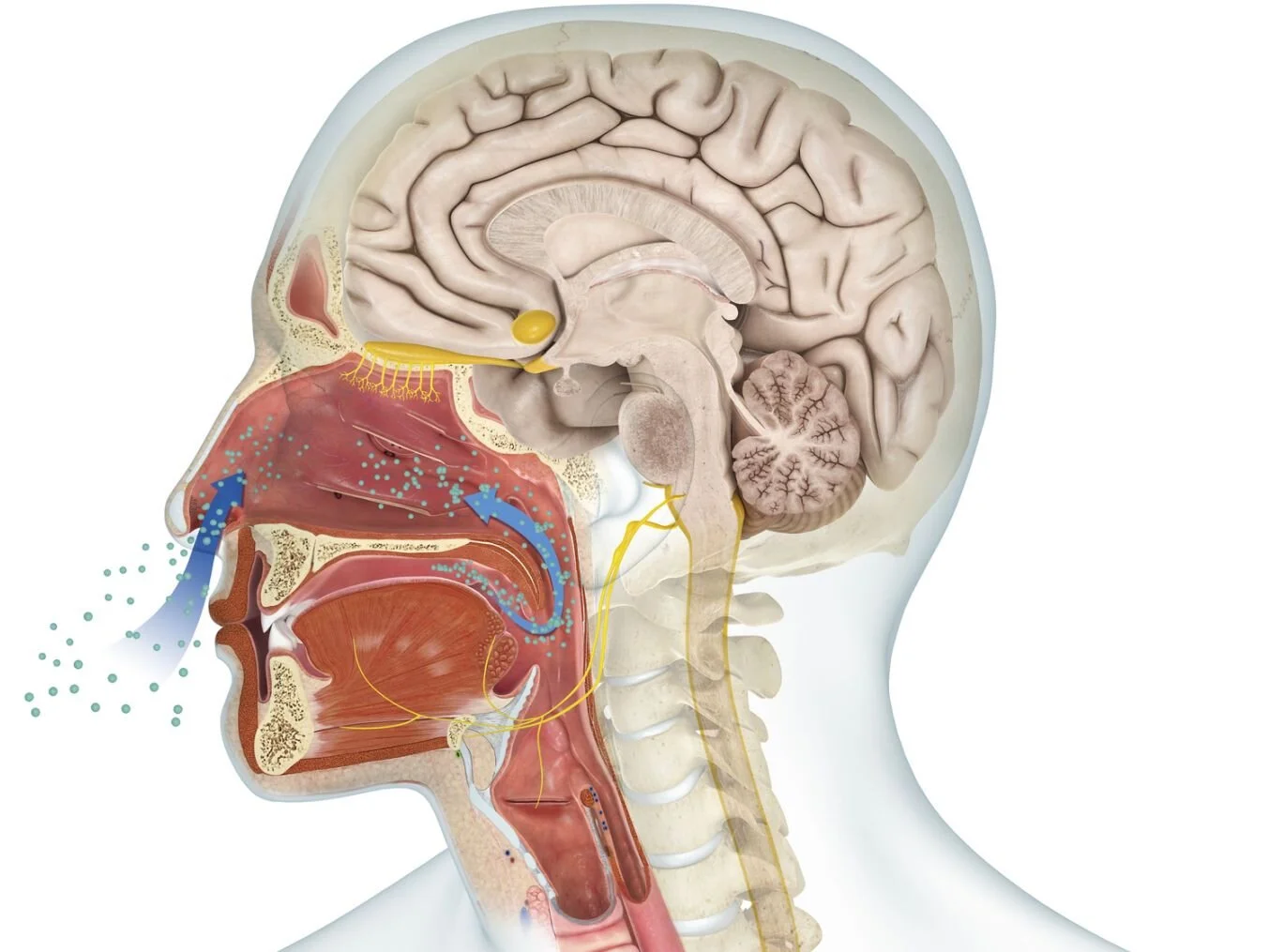 Science of Disney: Smellitizers — The PhD Princess