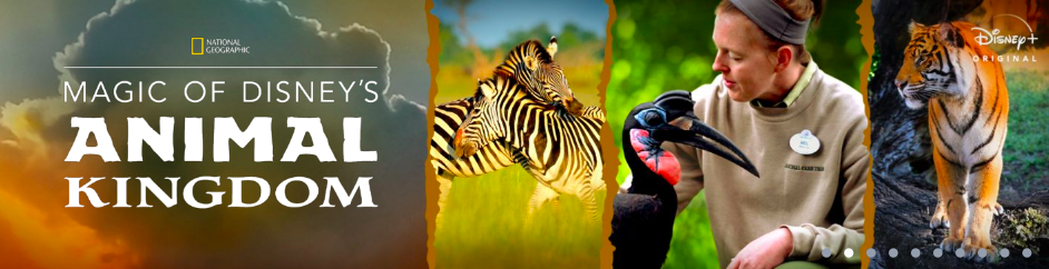 Guiding Questions for Magic of Disney’s Animal Kingdom: Episode 1 — The ...