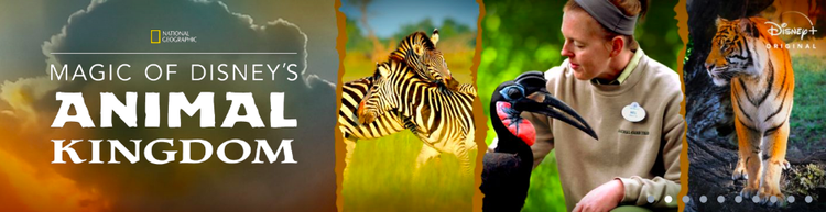 Guiding Questions for Magic of Disney’s Animal Kingdom: Episode 1 — The ...