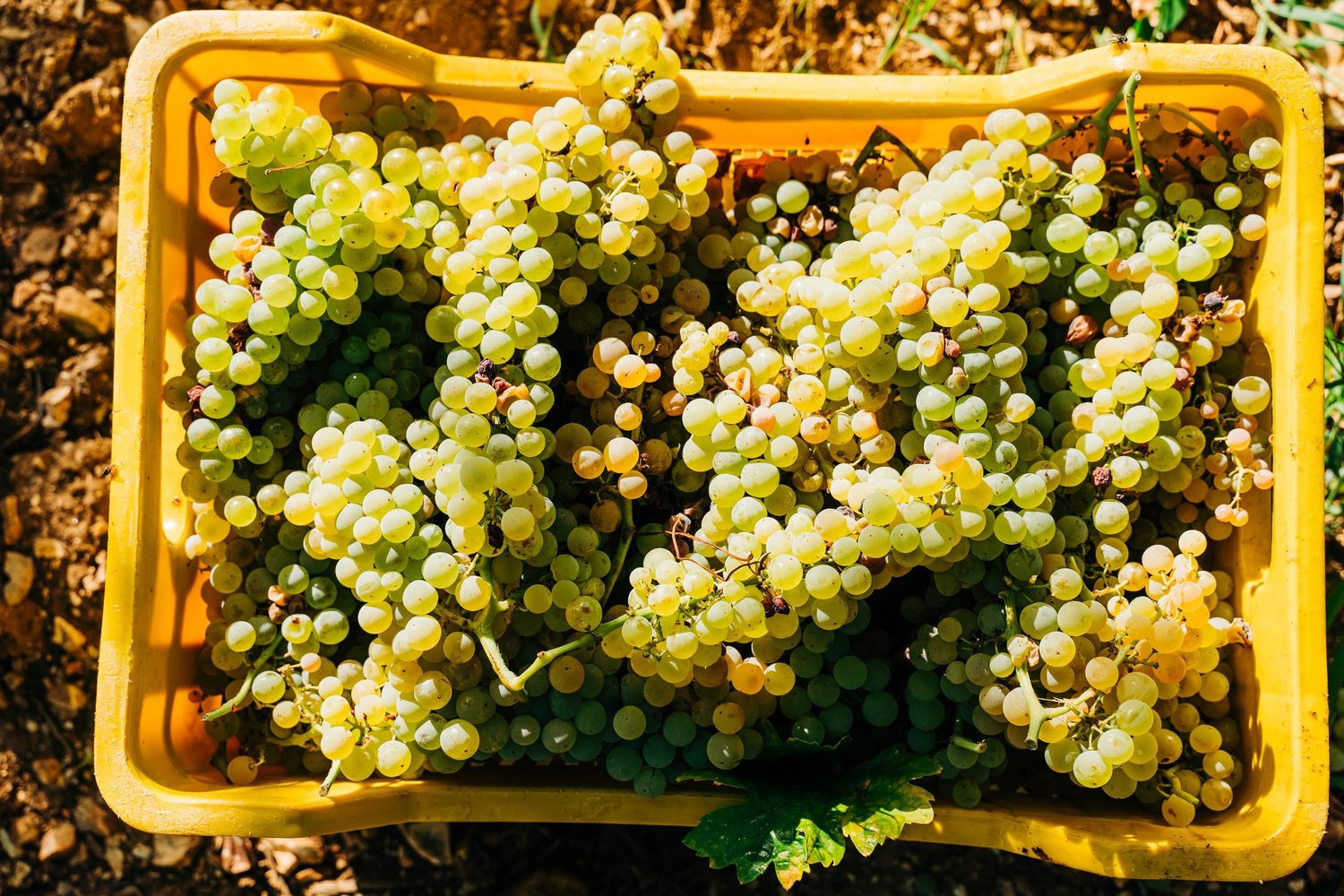 WINE GRAPE BASICS: TORRONTES — Wineitupanotch - Bringing Wine To Life