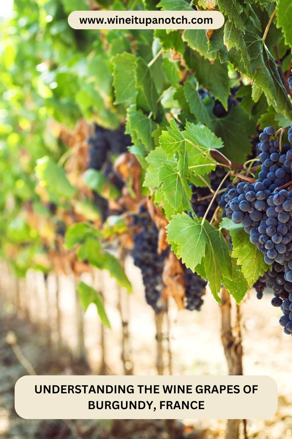 UNDERSTANDING THE WINE GRAPES OF BURGUNDY, FRANCE — Wineitupanotch ...