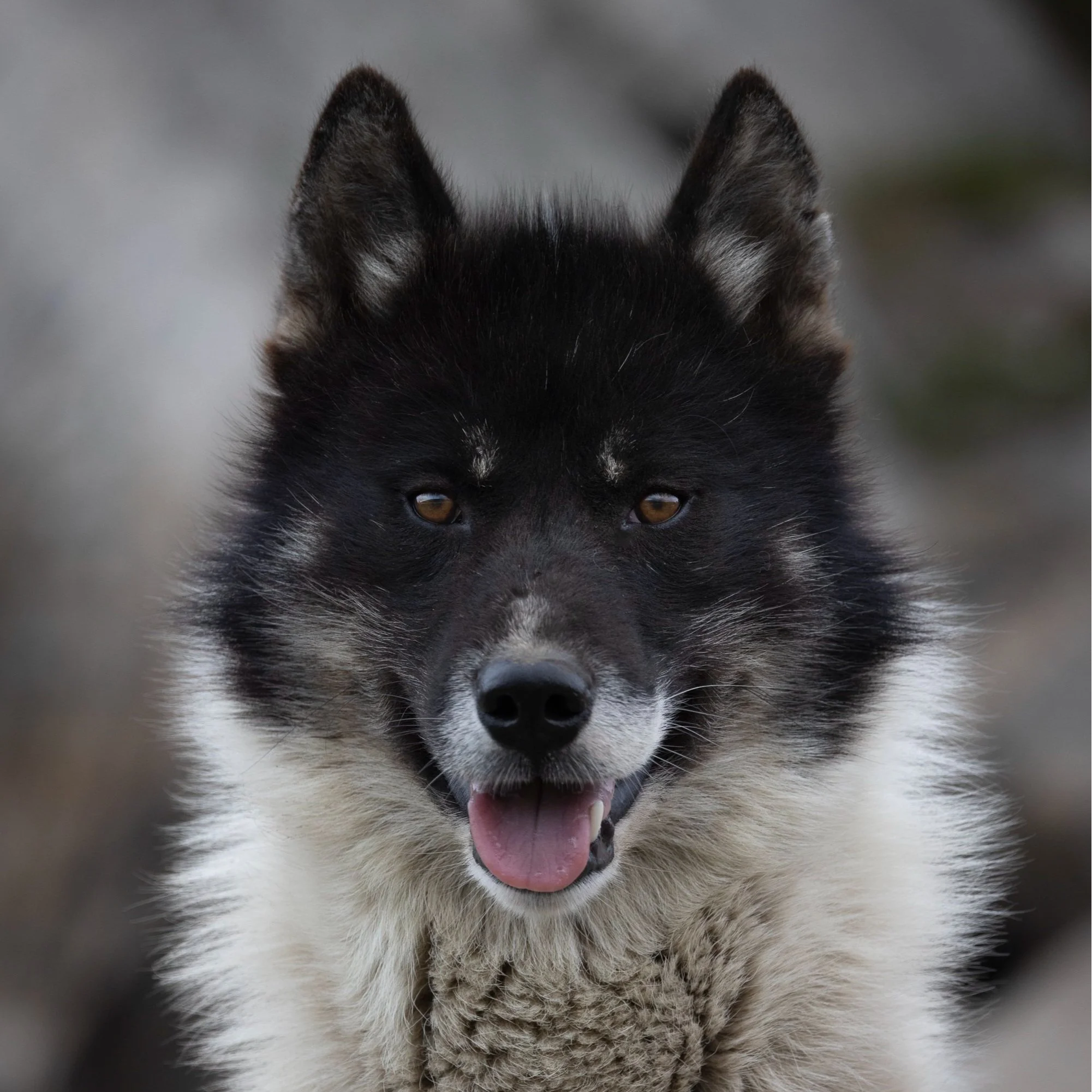 Qimmeq — Talor Stone Photography