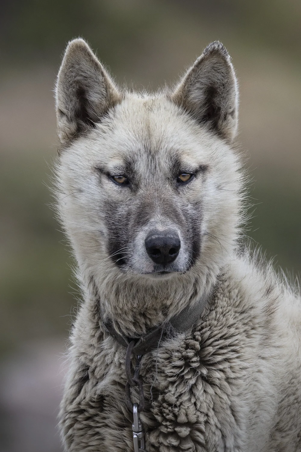 Qimmeq — Talor Stone Photography
