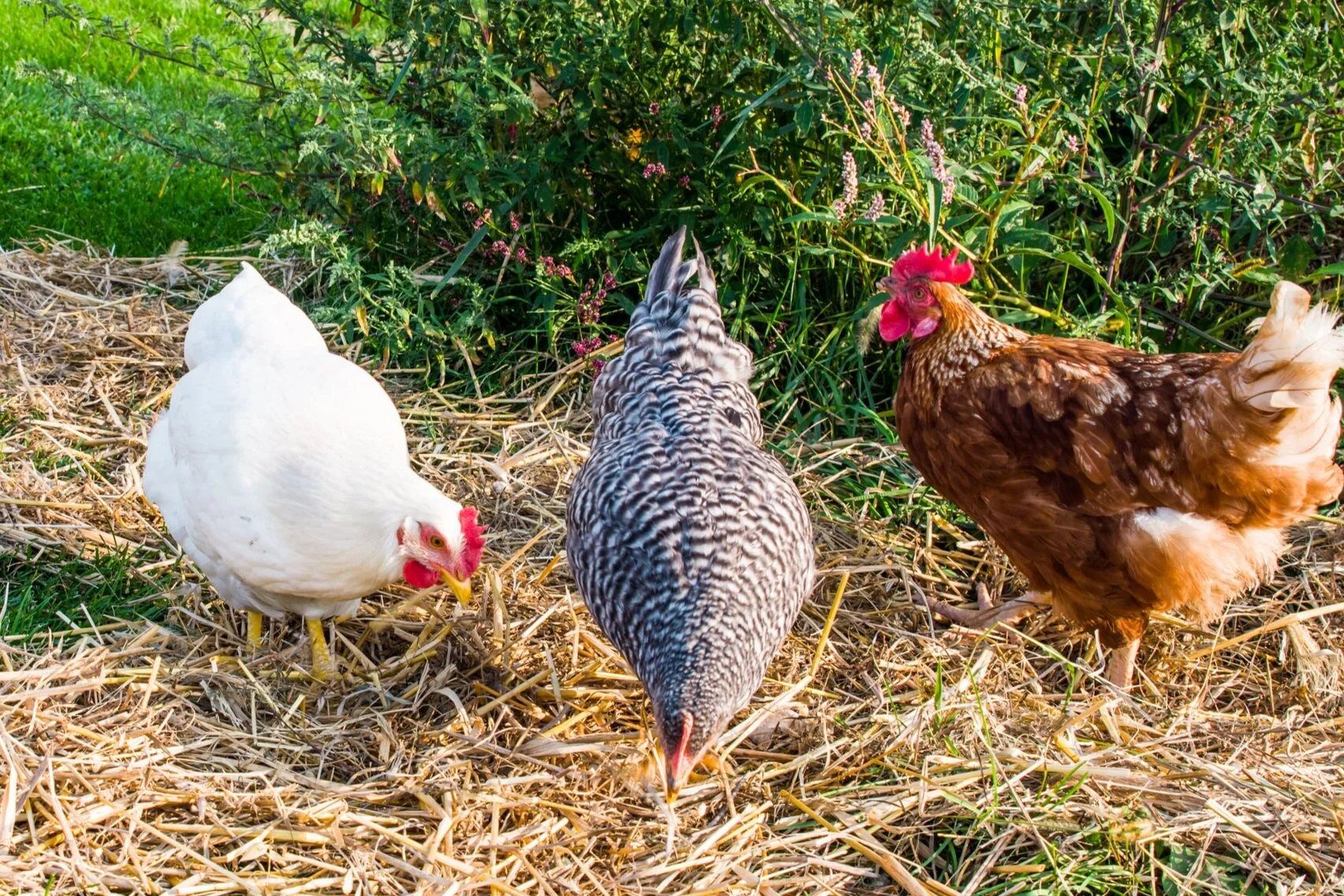 Pasture Raised Chicken - Gardner Family Farm