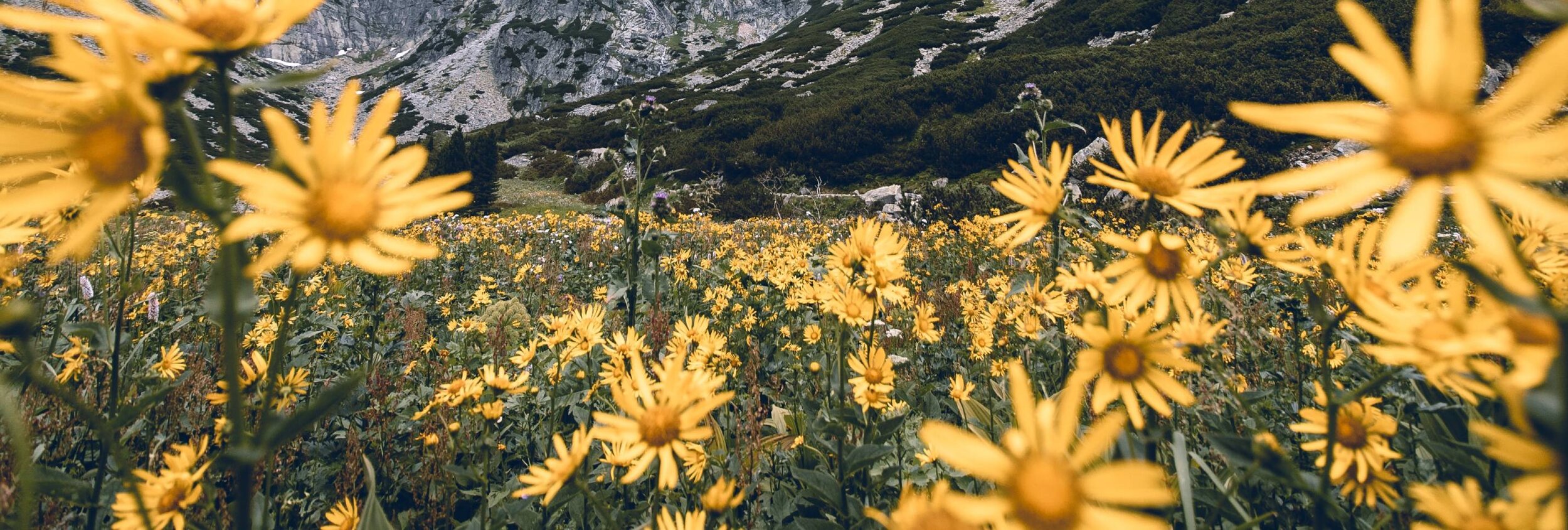 Offerings — Sarah Hellman, LMFT