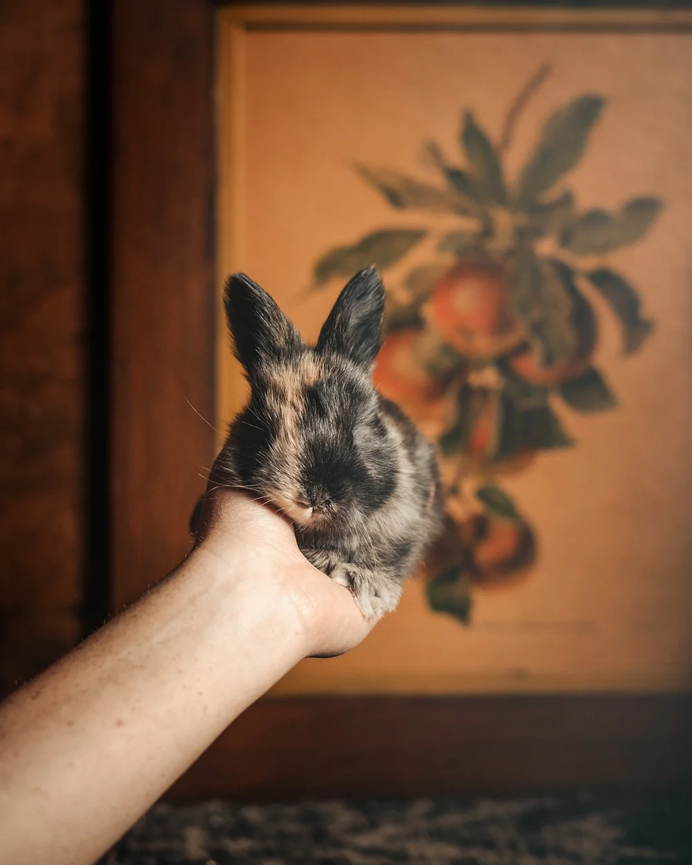 English Angora Bunny