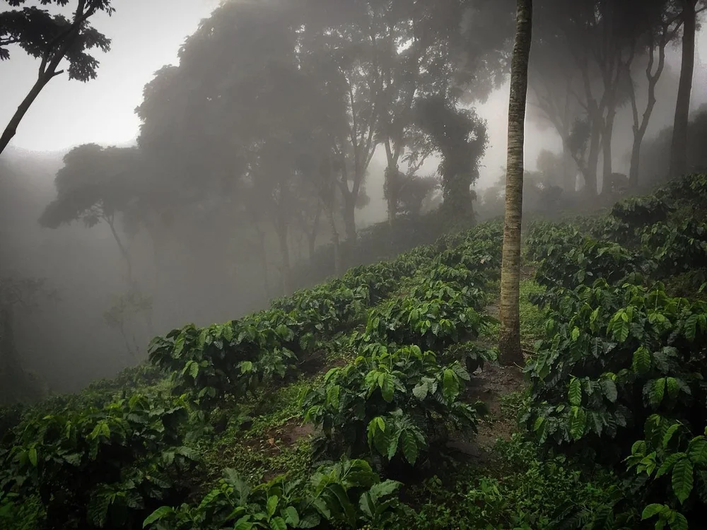 Afterglow Coffee Cooperative