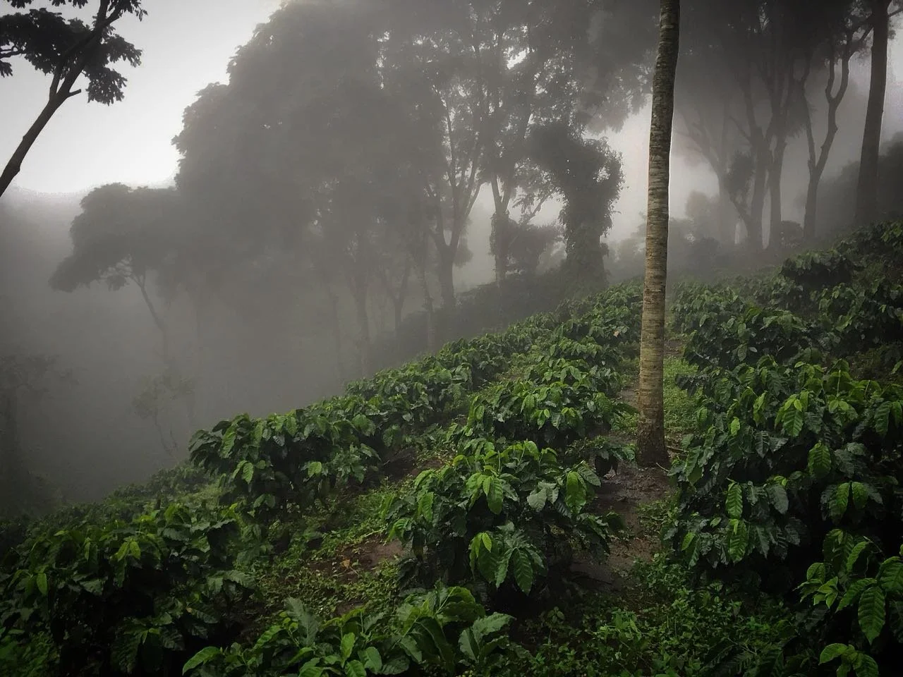Afterglow Coffee Cooperative