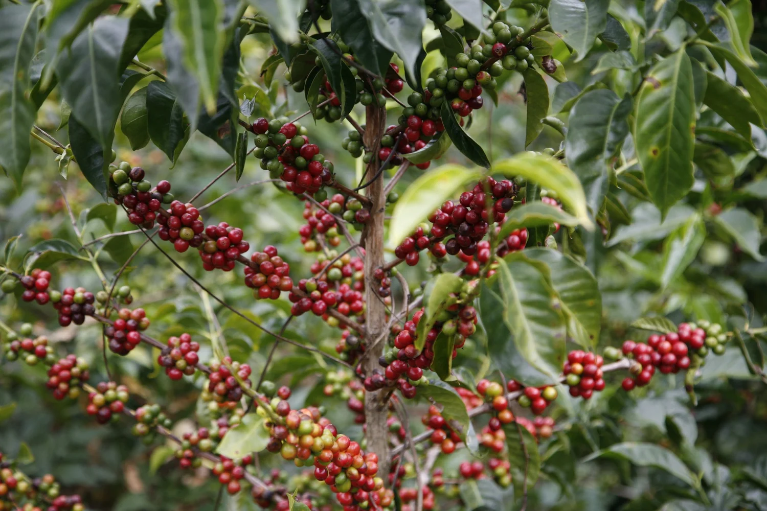 Alter Ego — Afterglow Coffee Cooperative