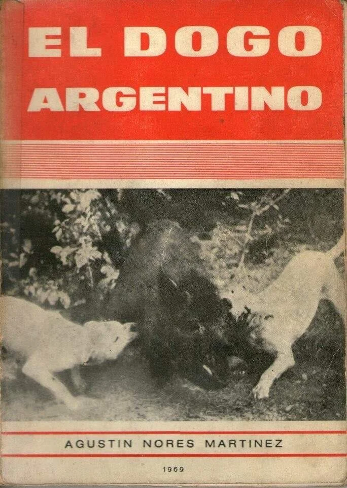 Dogo Argentino Standard — Dogo AF | Dogo Argentino Kennel