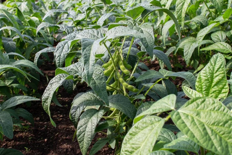 How To Introduce Soy To Baby — Ready Set Grow