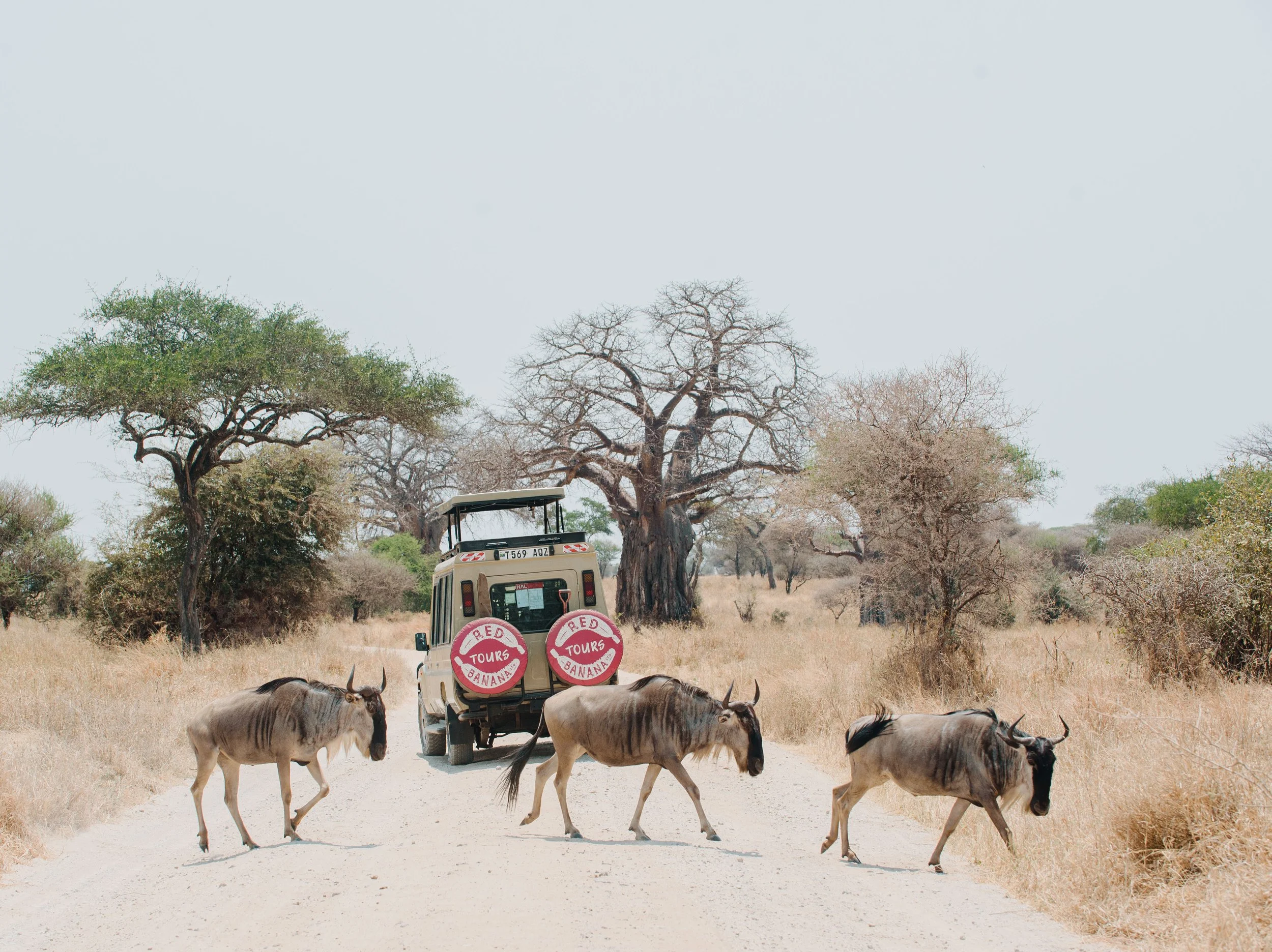 'The big five' safari (5 days) — Red Banana Tours