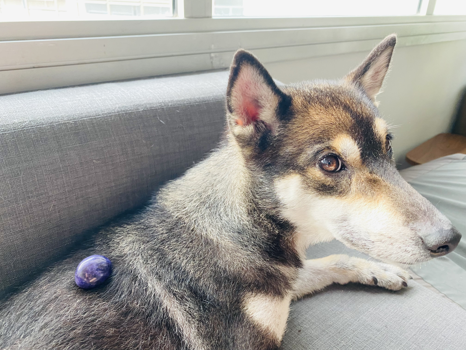 Crystals For Dogs (and Cats) — Kuro Snacks