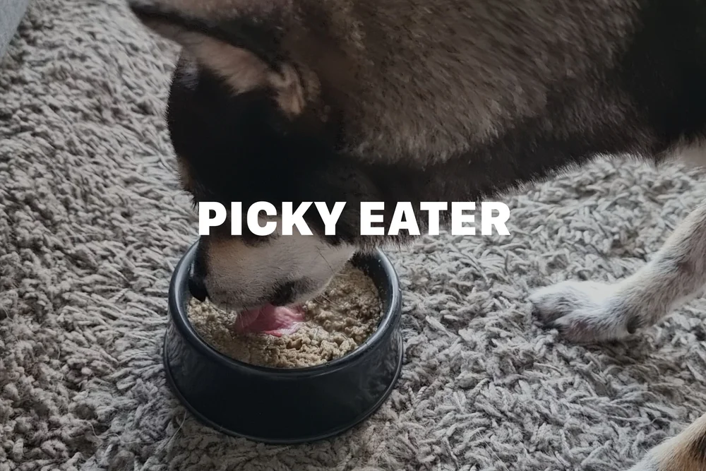 What To Do If Dog Is A Picky Eater