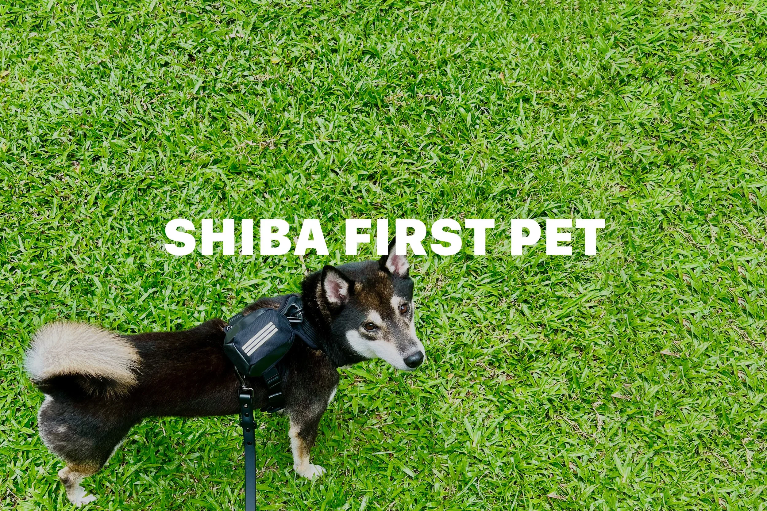 Shiba Inu as First Dog — Kuro Snacks