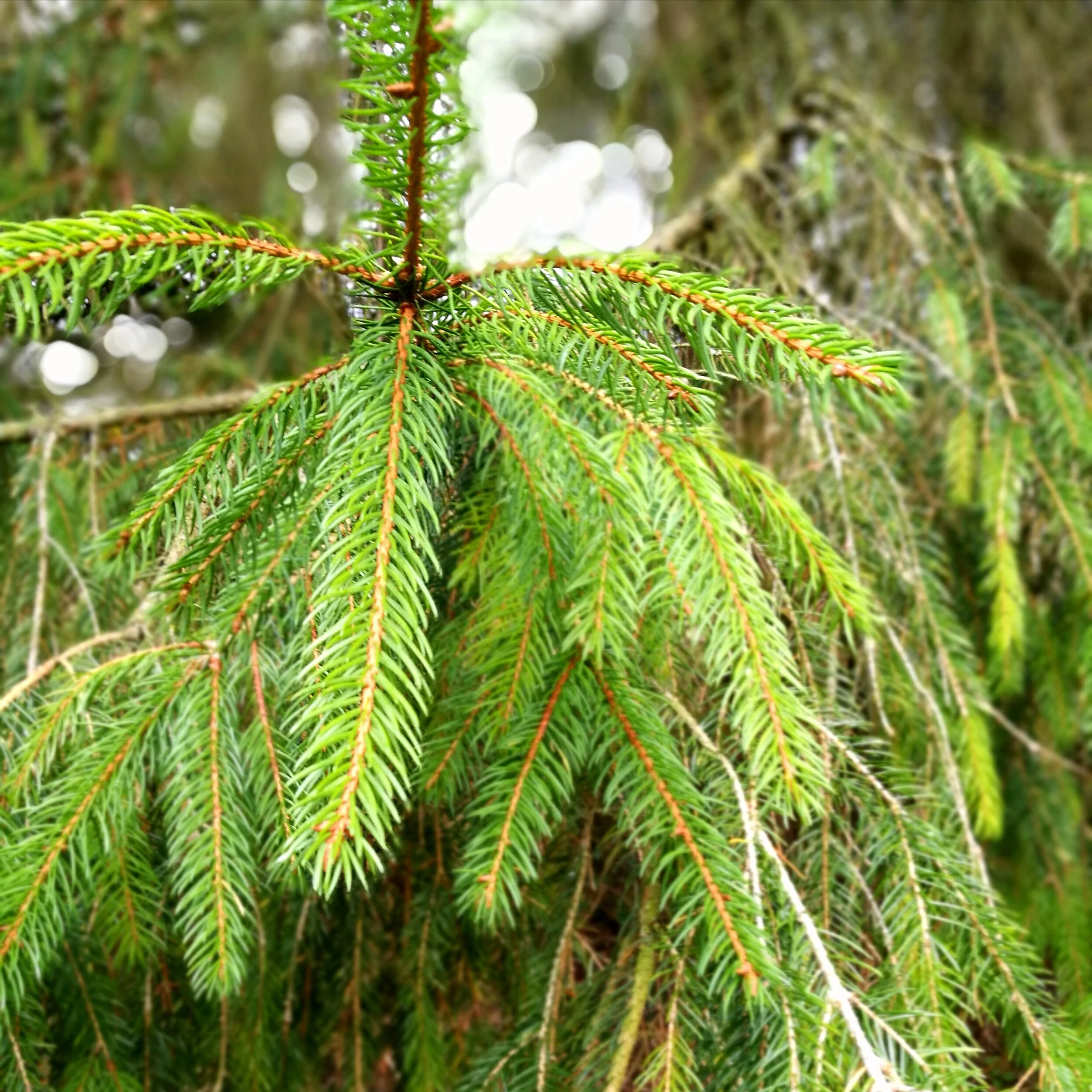 Spruce Tree Needles