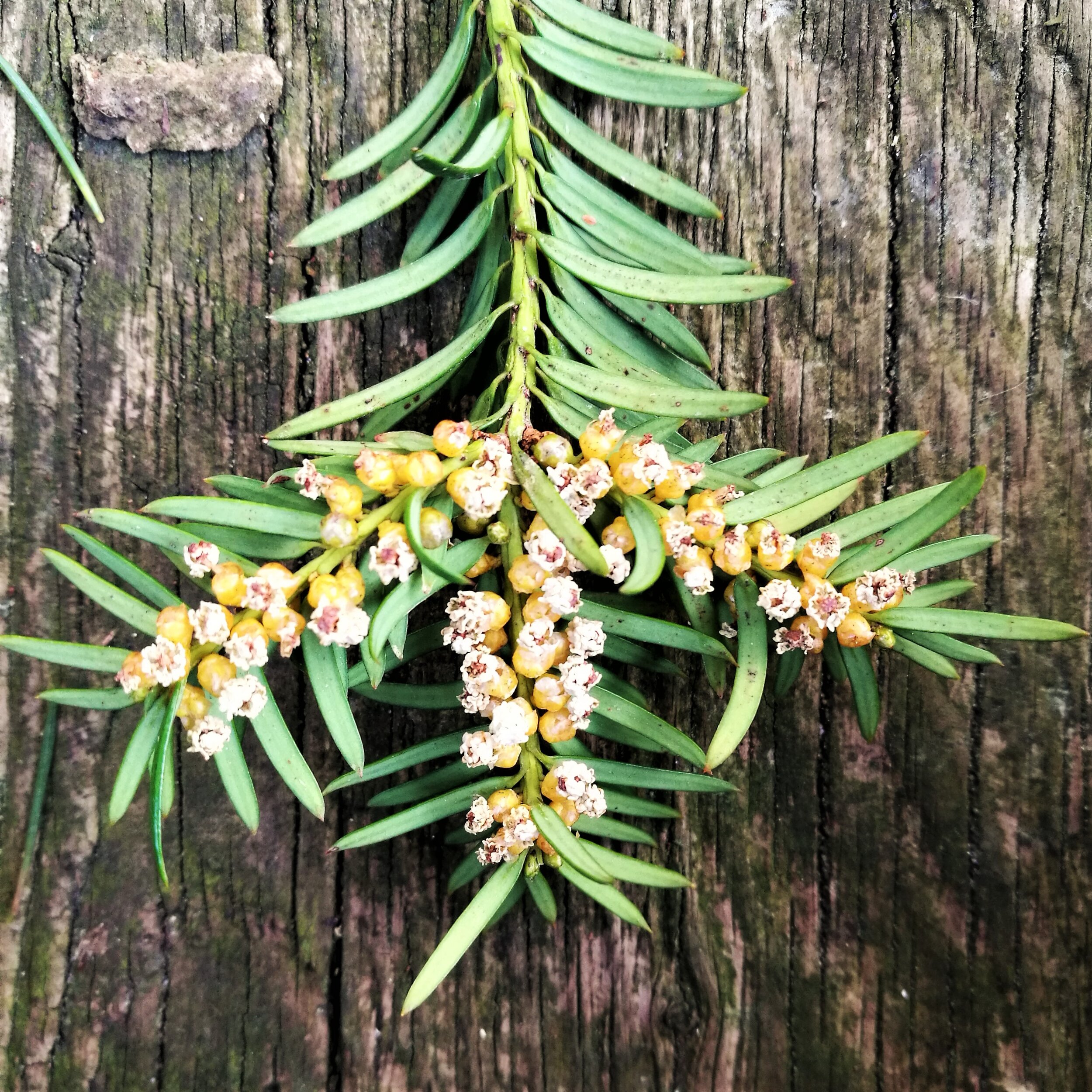 Yew — Woodland Bushcraft