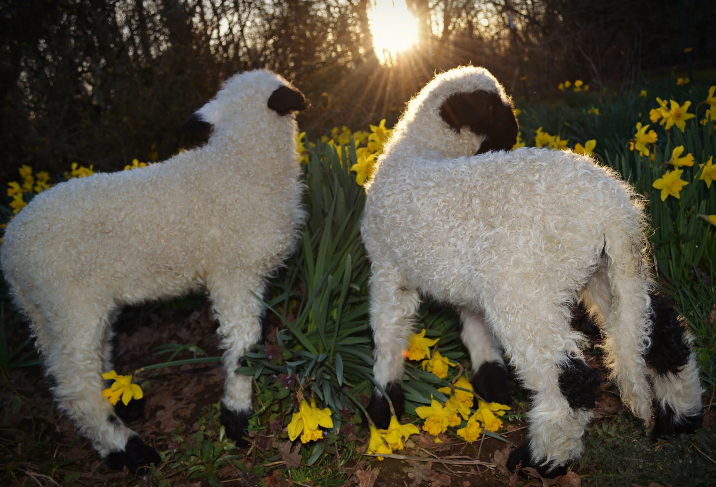 Valais Blacknose Sheep Oregon