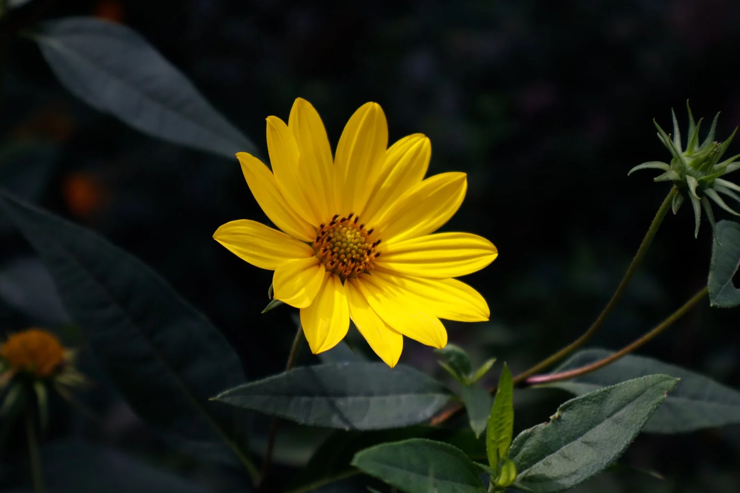 Canon EOS R100 Review and Photos (2024): A basic starter camera for all ...