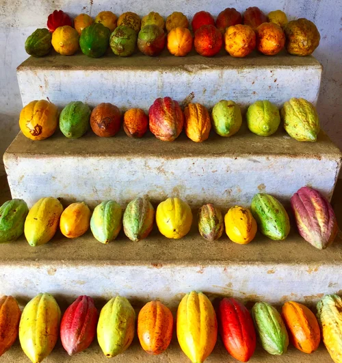 THE CHOCOLATE PROJECT