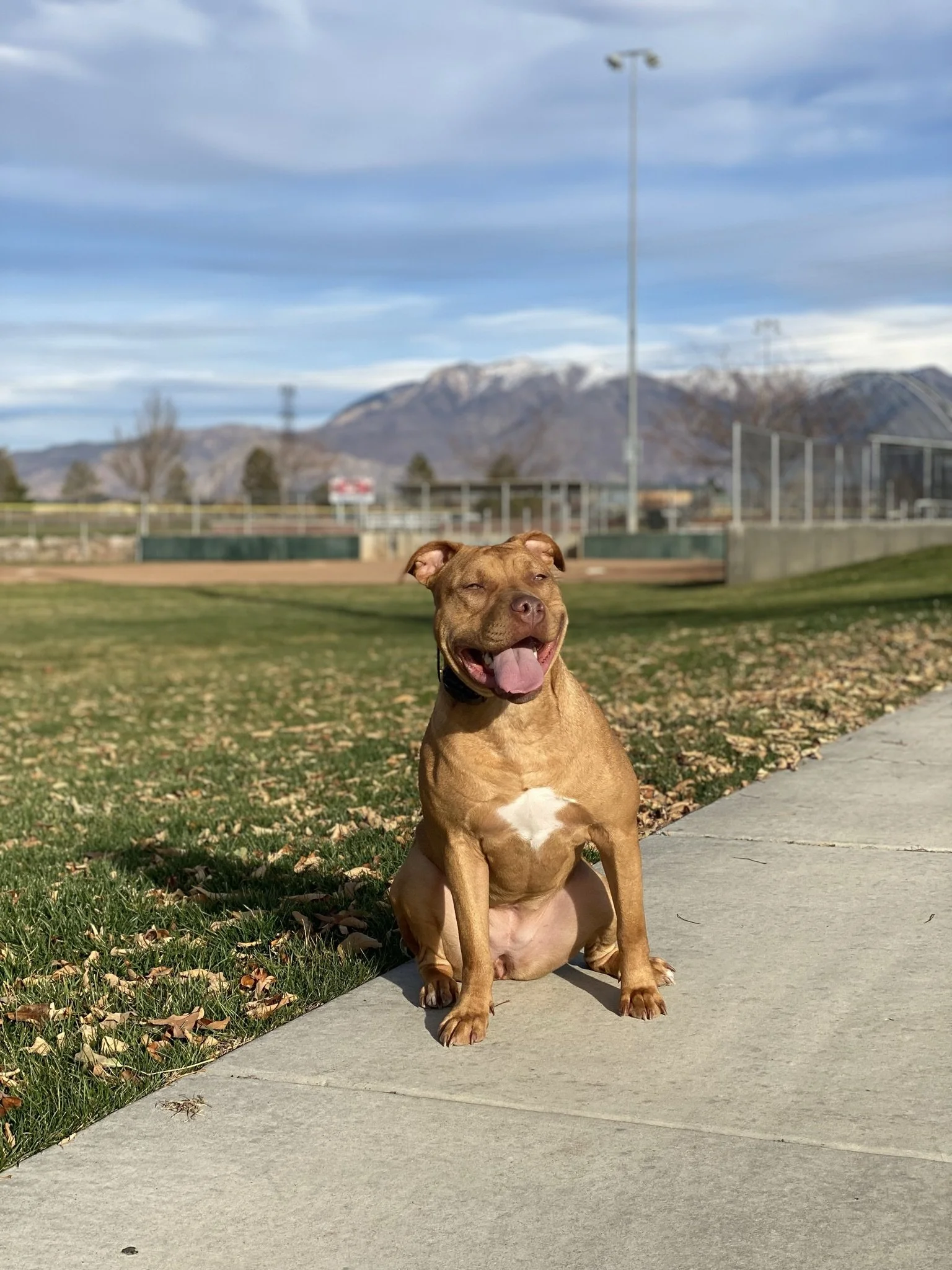 Utah K9 Academy