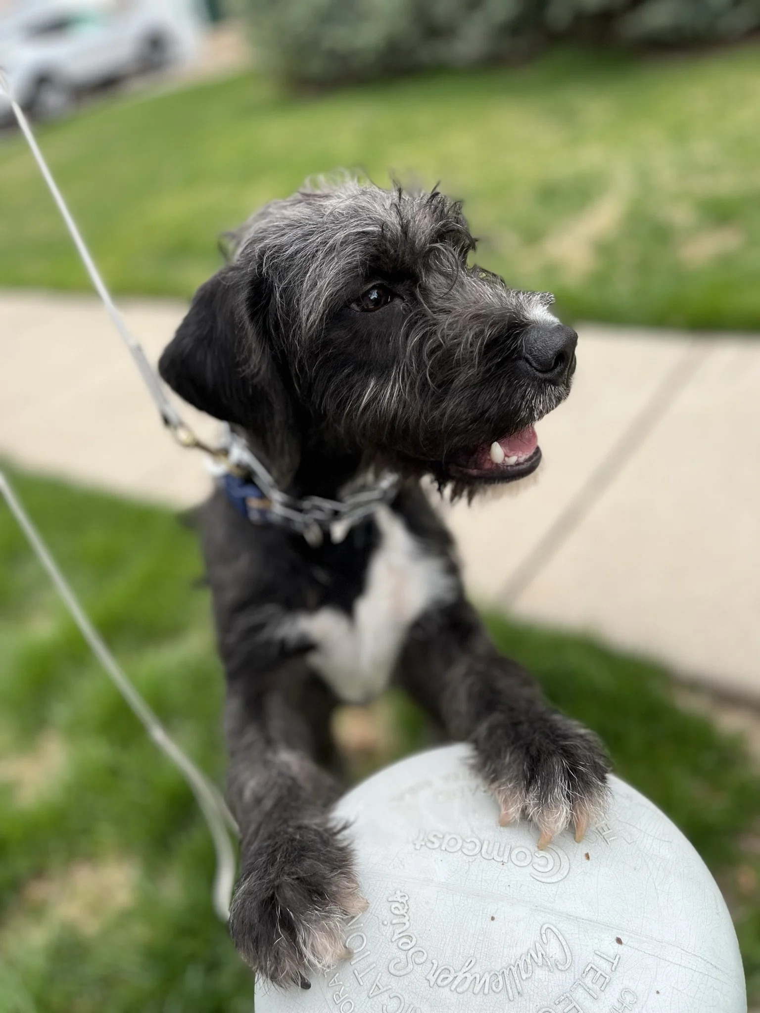 Utah K9 Academy - Utah K9 Academy General 2- Utah K9 Academy