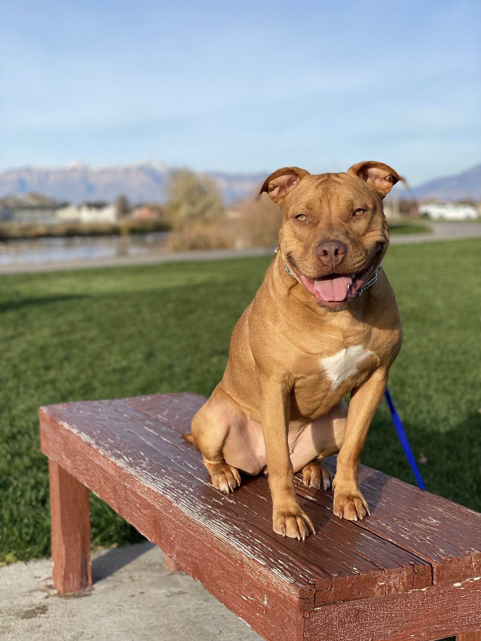 Utah K9 Academy